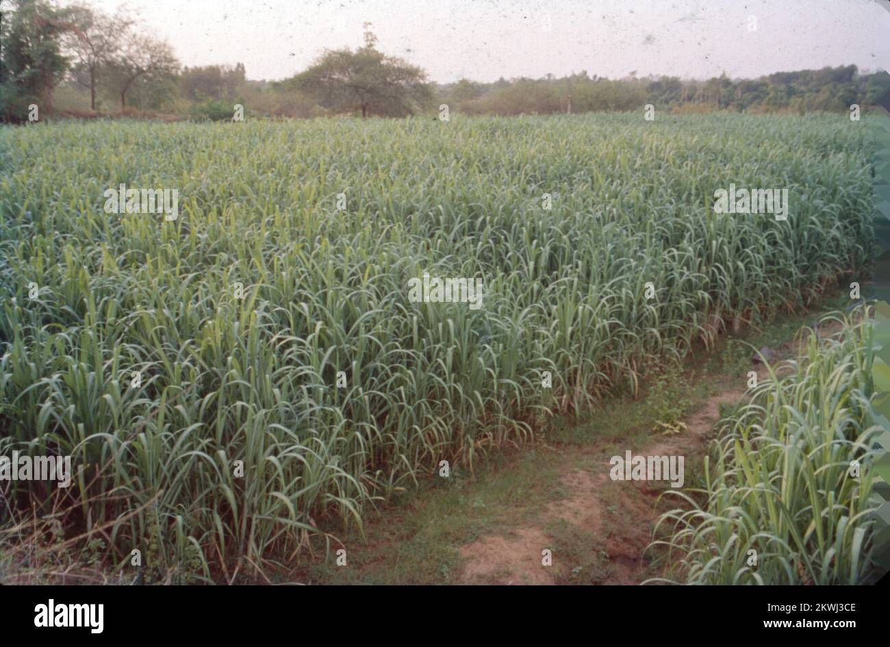 Employment generating crop hi-res stock photography and images - Alamy