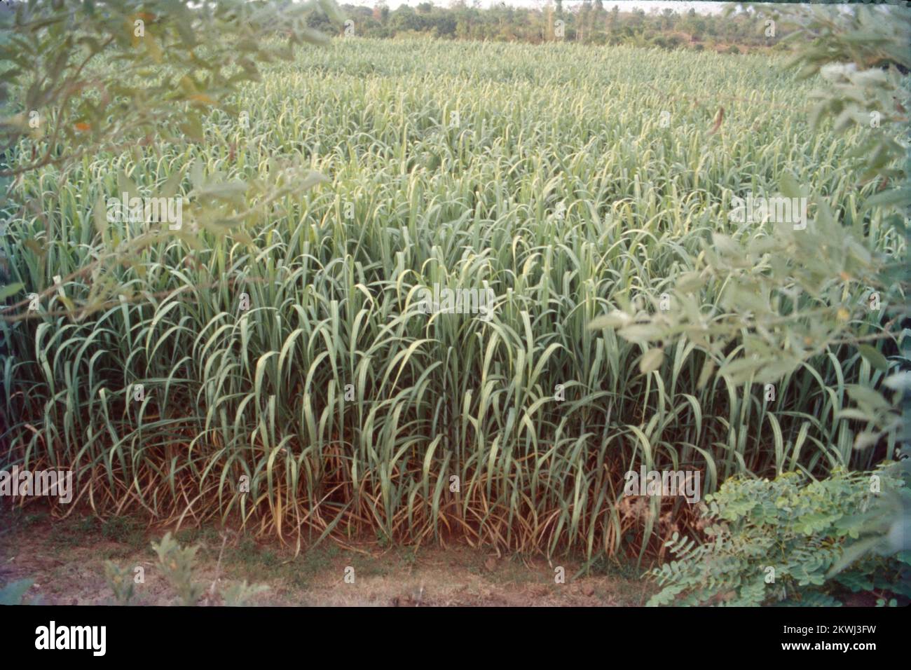 Sugarcane or sugar cane is a species of tall, perennial grass that is ...