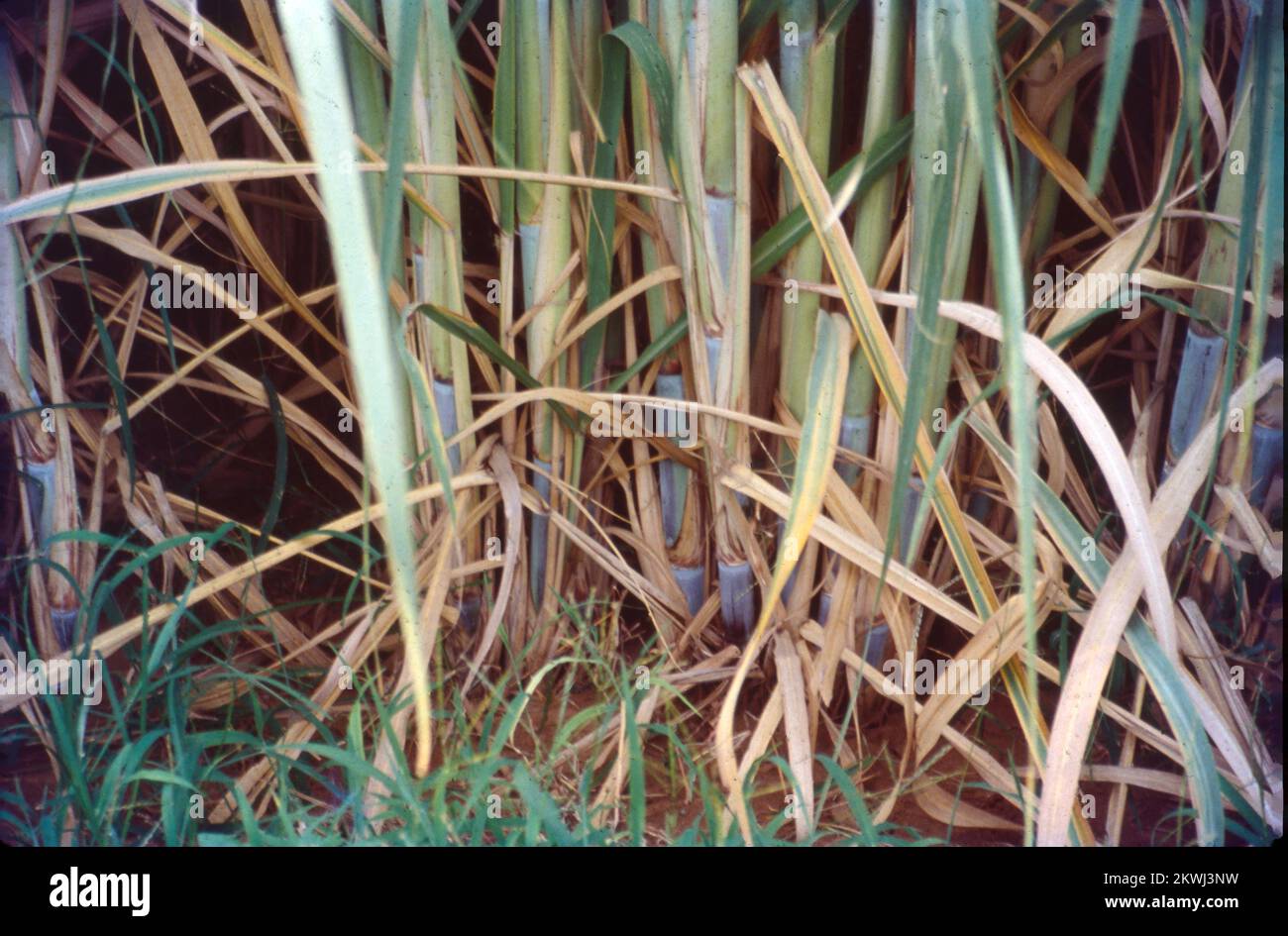Sugarcane or sugar cane is a species of tall, perennial grass that is ...