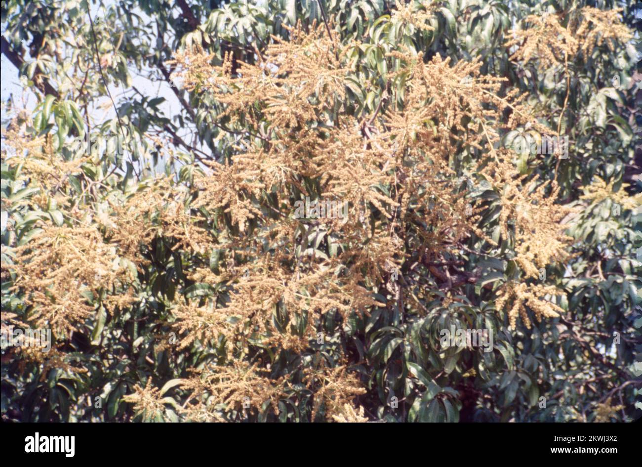 Mangifera indica, commonly known as mango, is a species of flowering ...