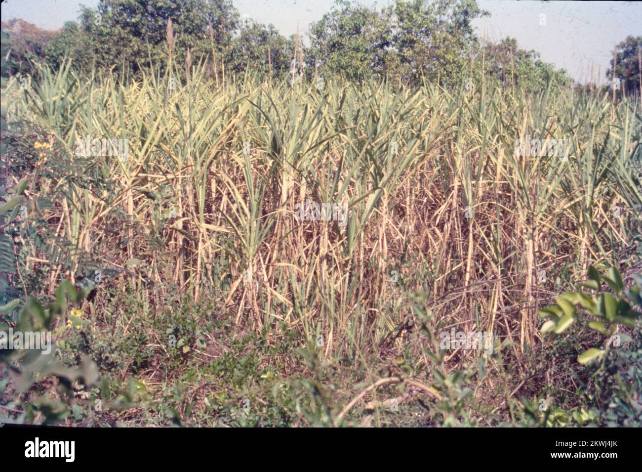 Sugarcane or sugar cane is a species of tall, perennial grass that is ...