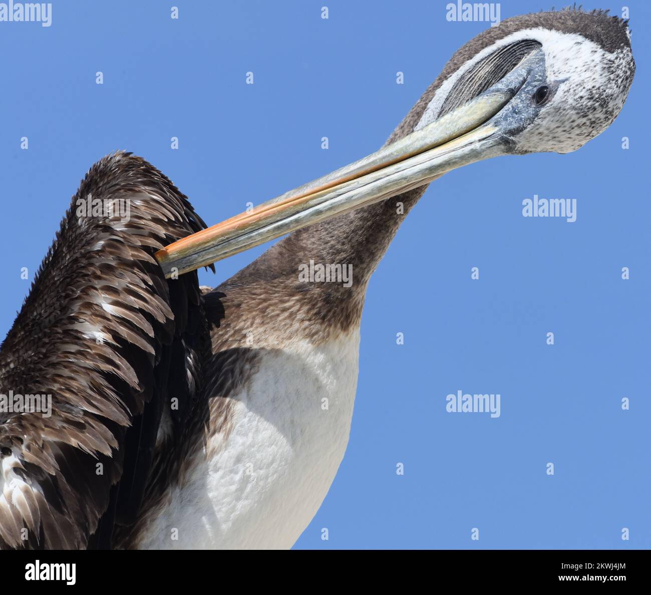 A peruvian pelican (Pelecanus thagus) preening. Ballestas Islands ...
