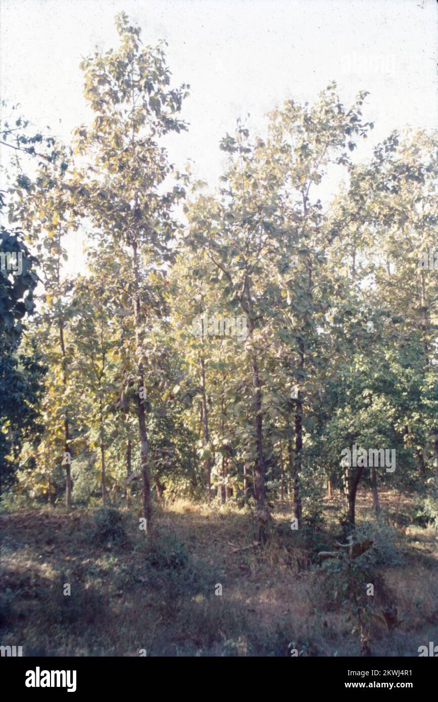 Teak is a tropical hardwood tree species in the family Lamiaceae. It is ...