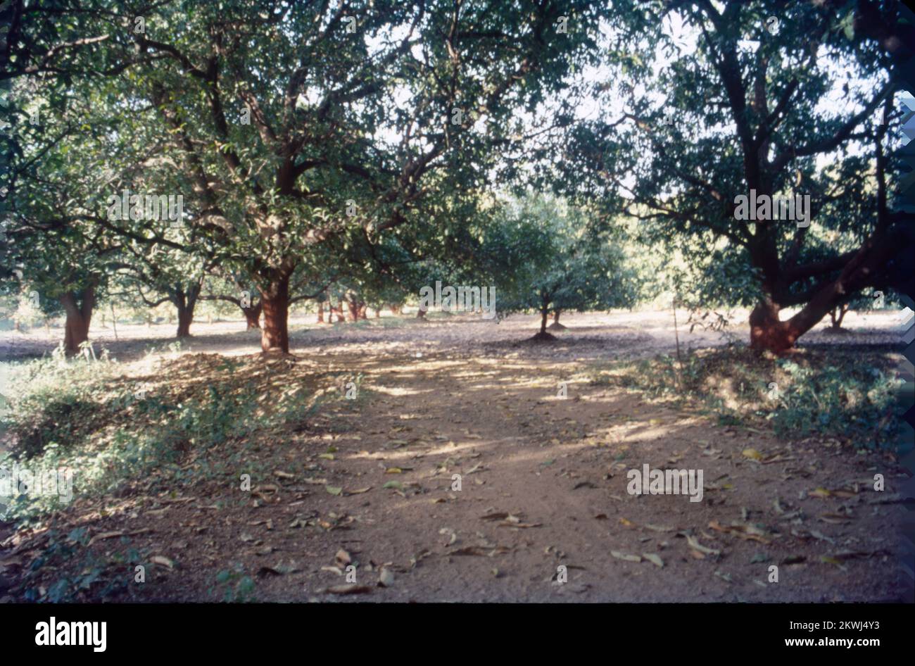 Mangifera indica, commonly known as mango, is a species of flowering ...