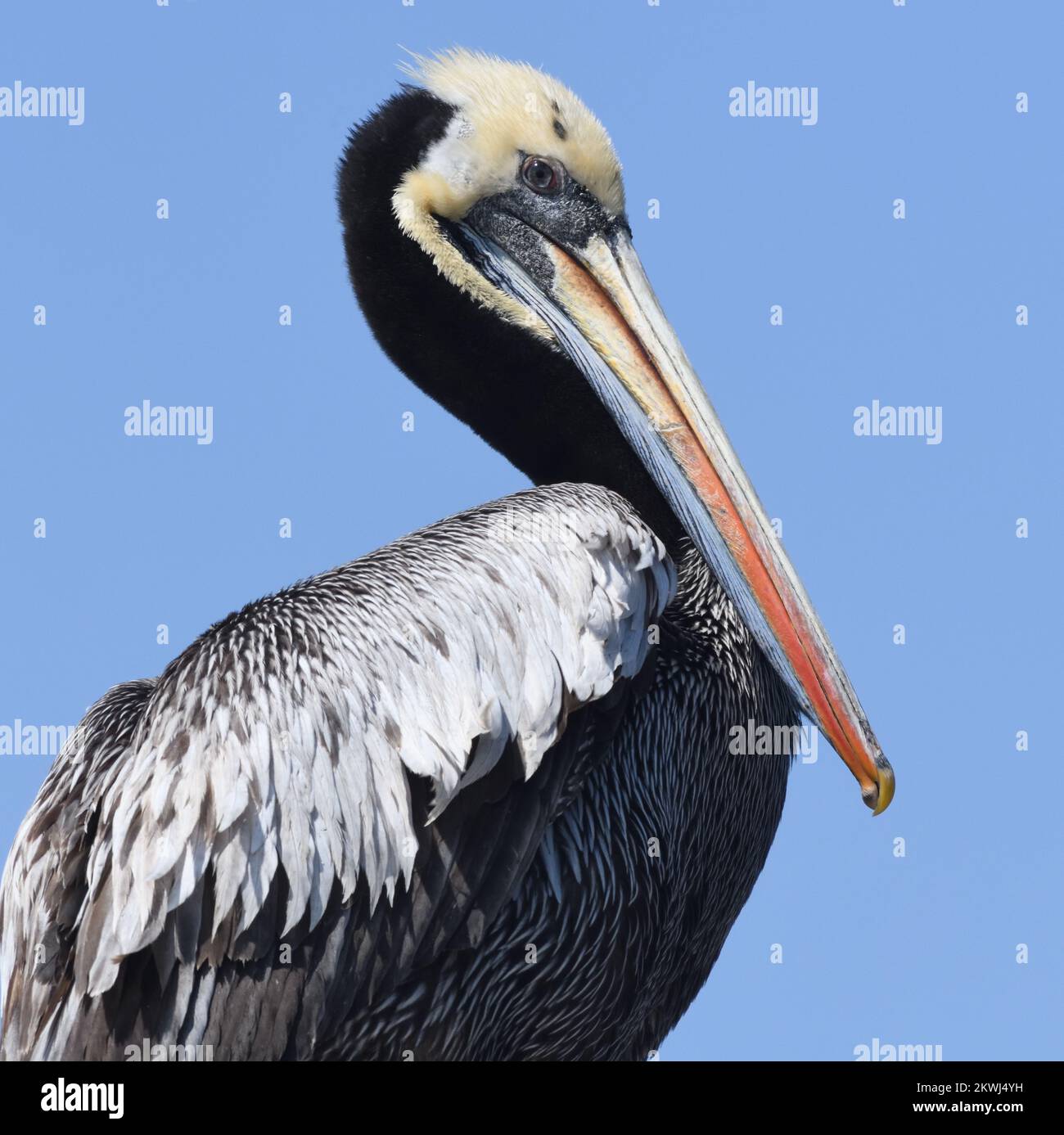 A peruvian pelican (Pelecanus thagus) preening. Ballestas Islands ...