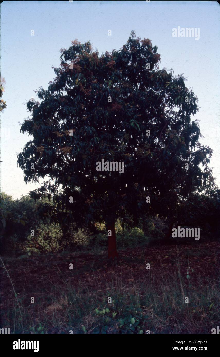 India mango tree large hi-res stock photography and images - Alamy