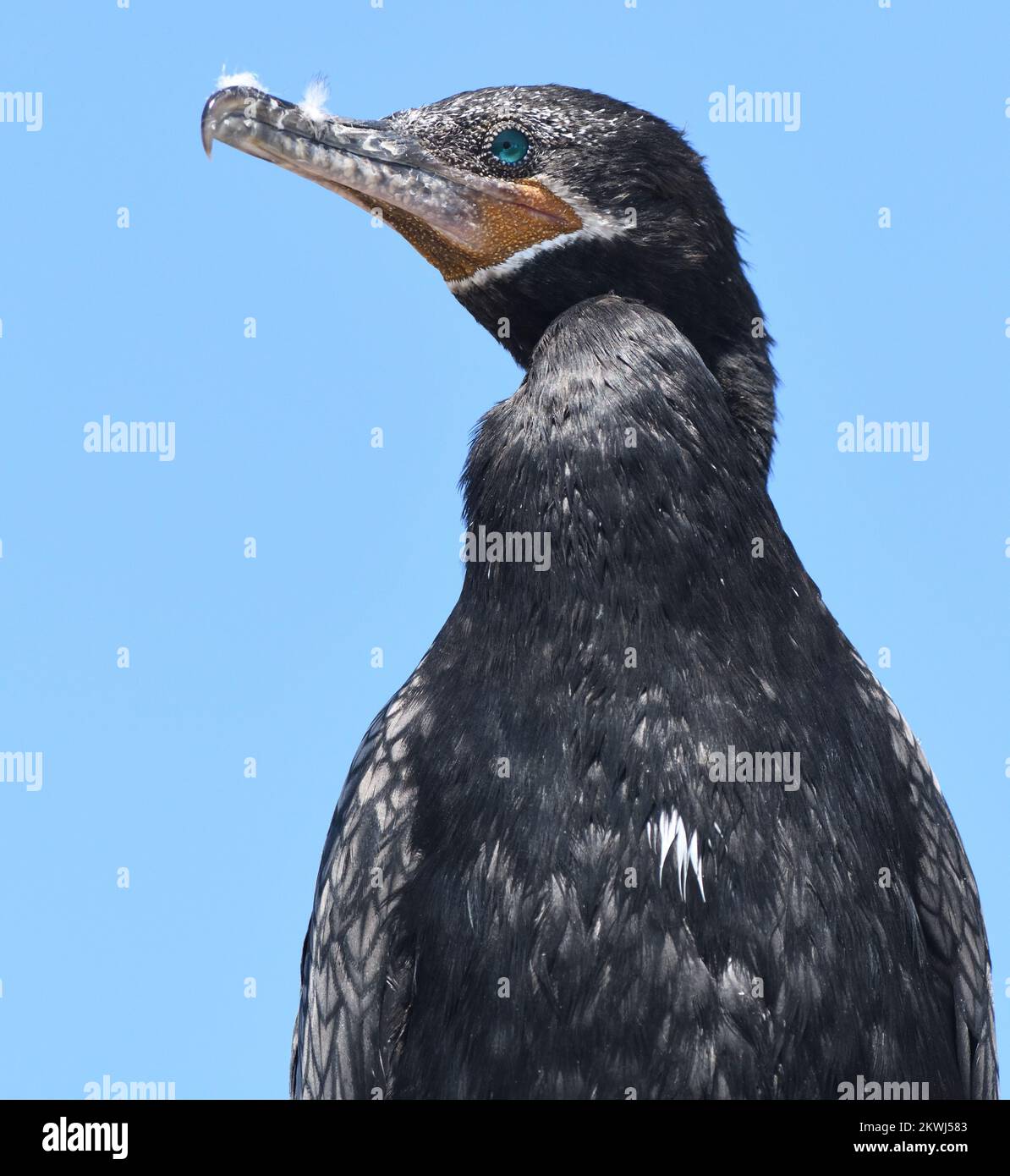 Portrait of a neotropic cormorant (Nannopterum brasilianum). Ballestas ...