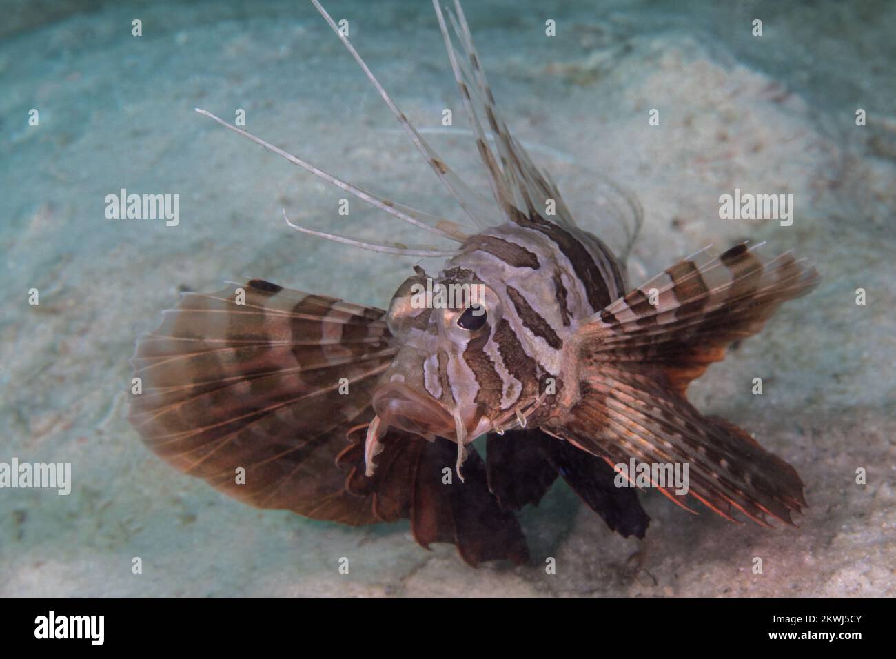 Colorful tropical Coral Reef fish in the Indo - Pacific ocean - The ...