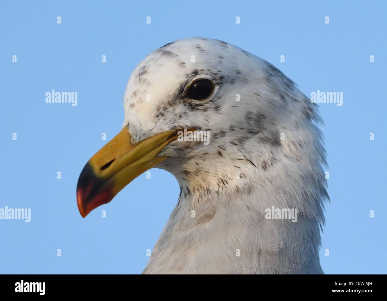 Belcher's hi-res stock photography and images - Alamy