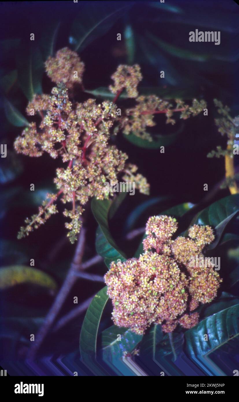 Mangifera indica, commonly known as mango, is a species of flowering ...