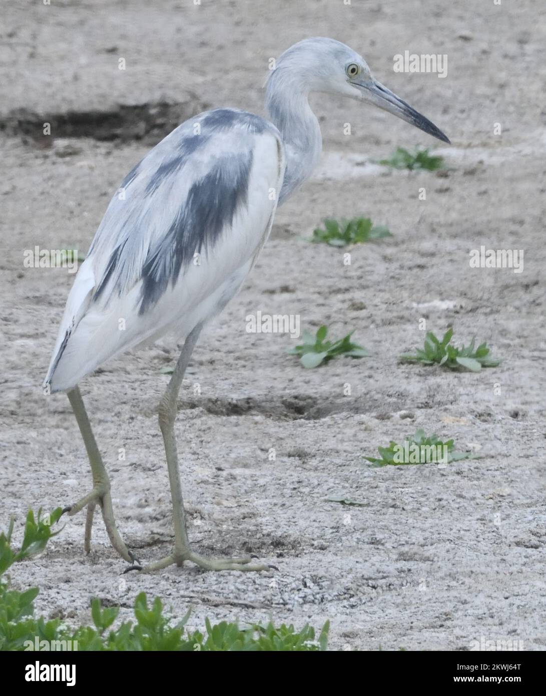 A second-year immature little blue heron (Egretta caerulea) with blue ...
