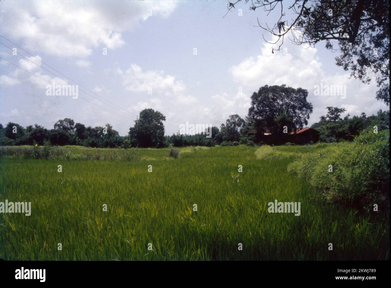 Common domesticated species hi-res stock photography and images - Alamy