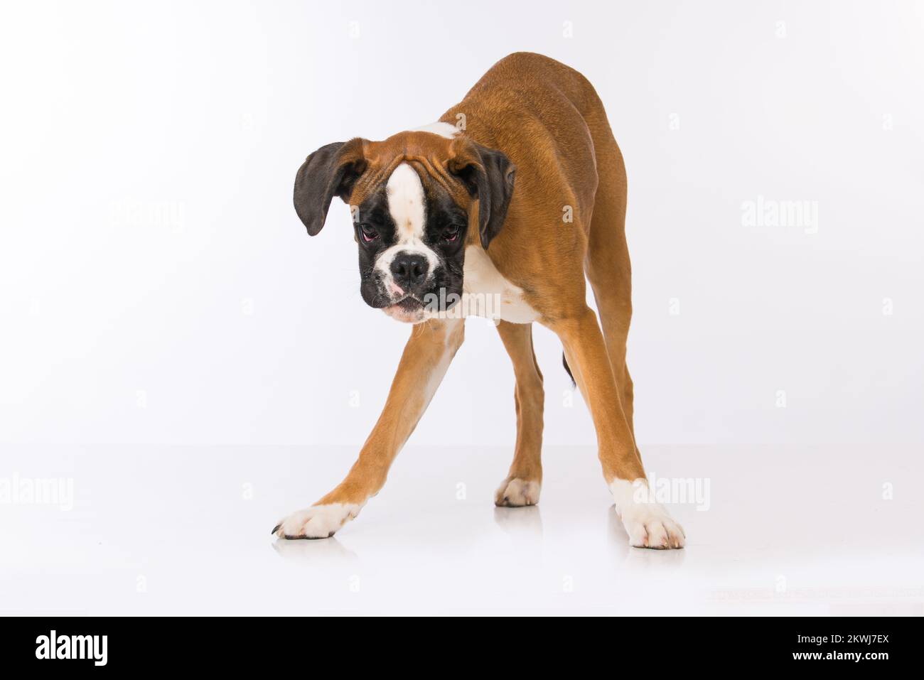 Six months old boxer dog standing isolated on white background Stock ...