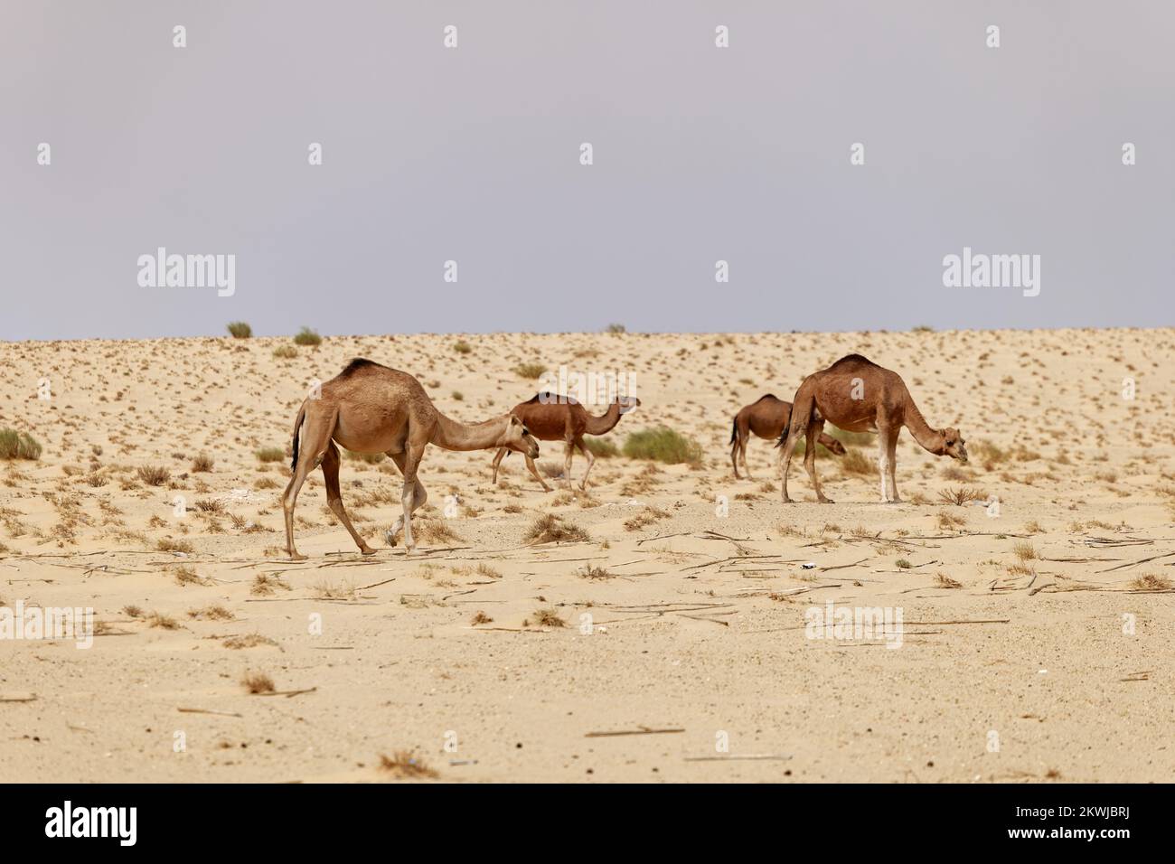 A group of camels in the desert. Wild animals in their natural habitat ...
