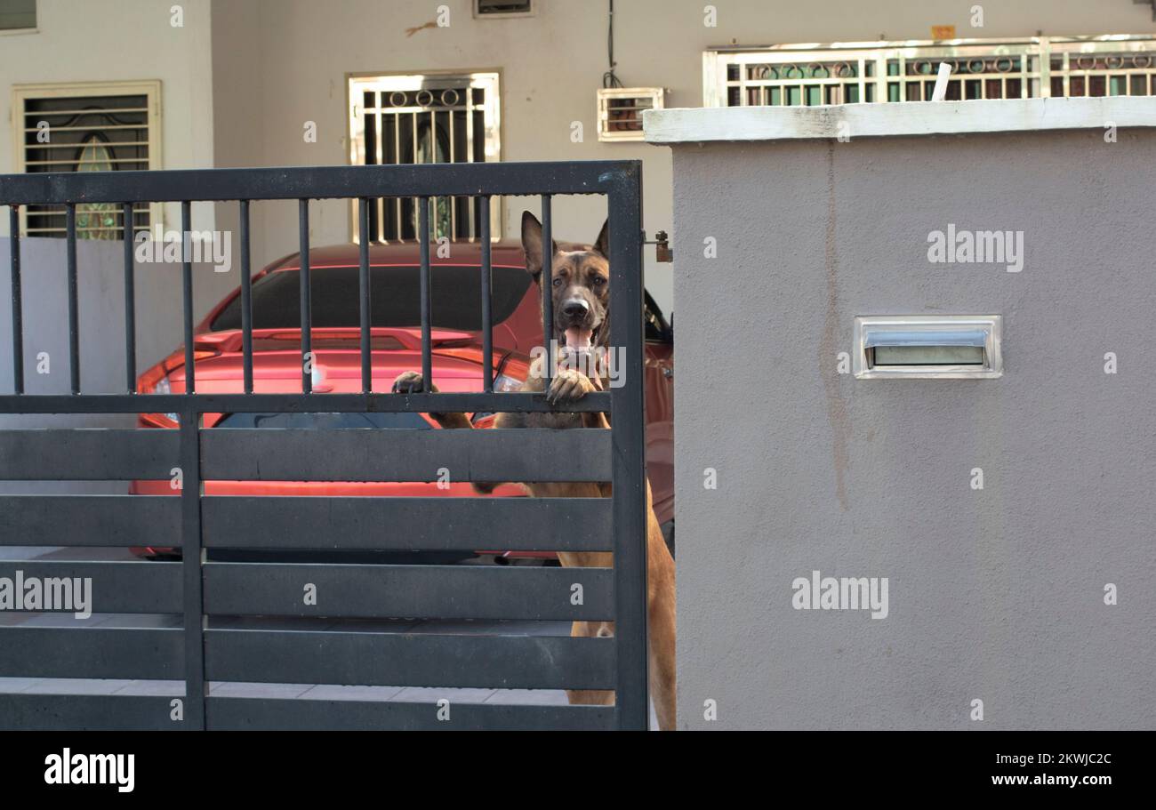 infrared image of the big dog jumping around the entrance gate trying ...