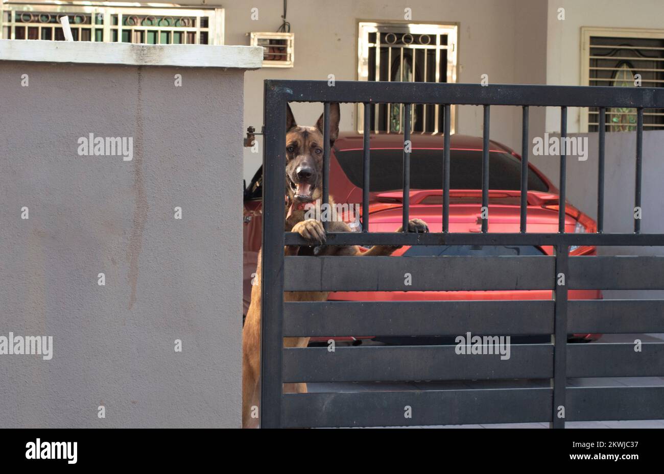 Dog jump door hi-res stock photography and images - Alamy