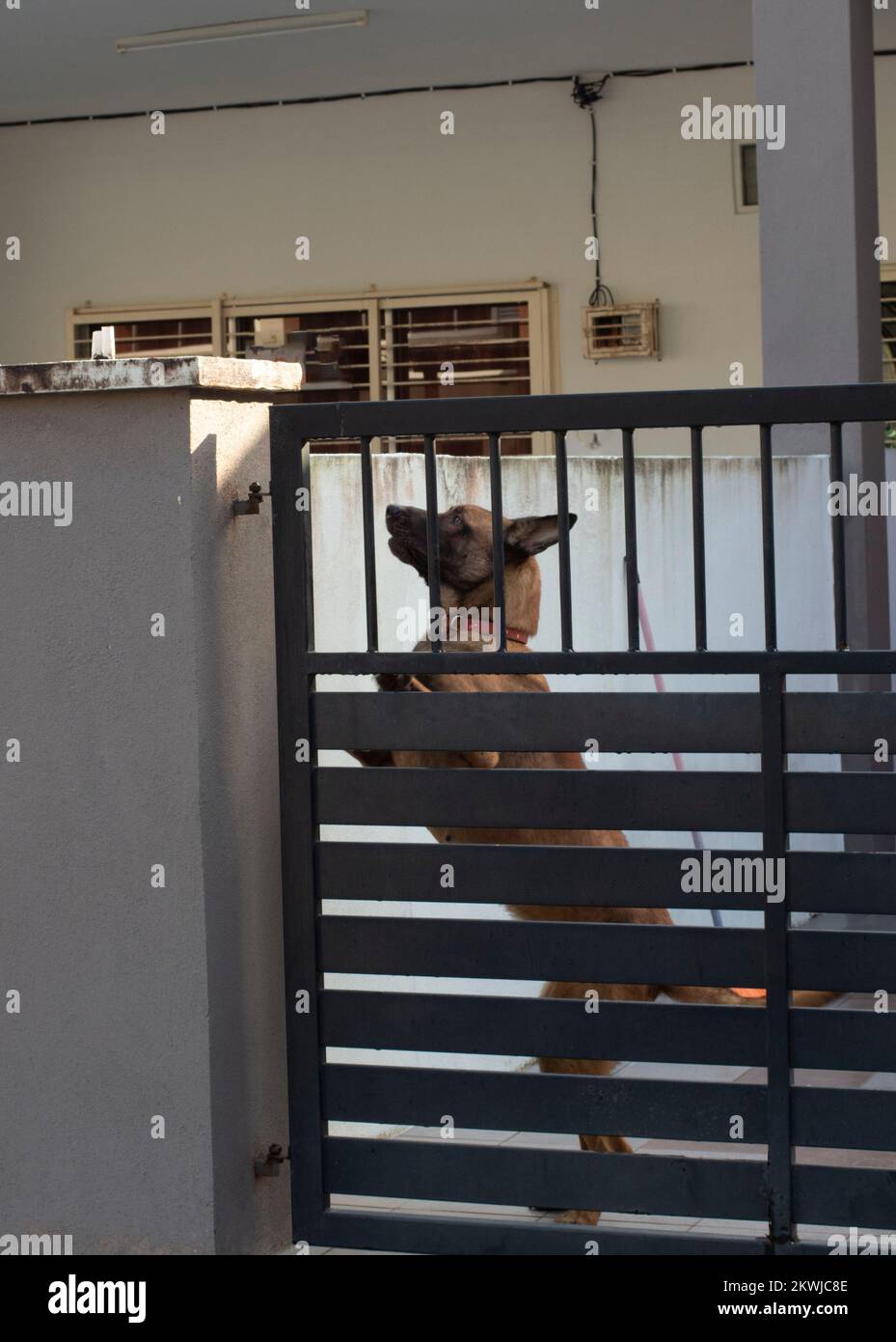 infrared image of the big dog jumping around the entrance gate trying ...