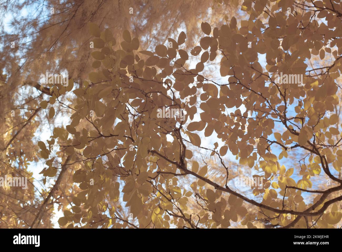infrared image of the tree branches full of leaves with sky background ...