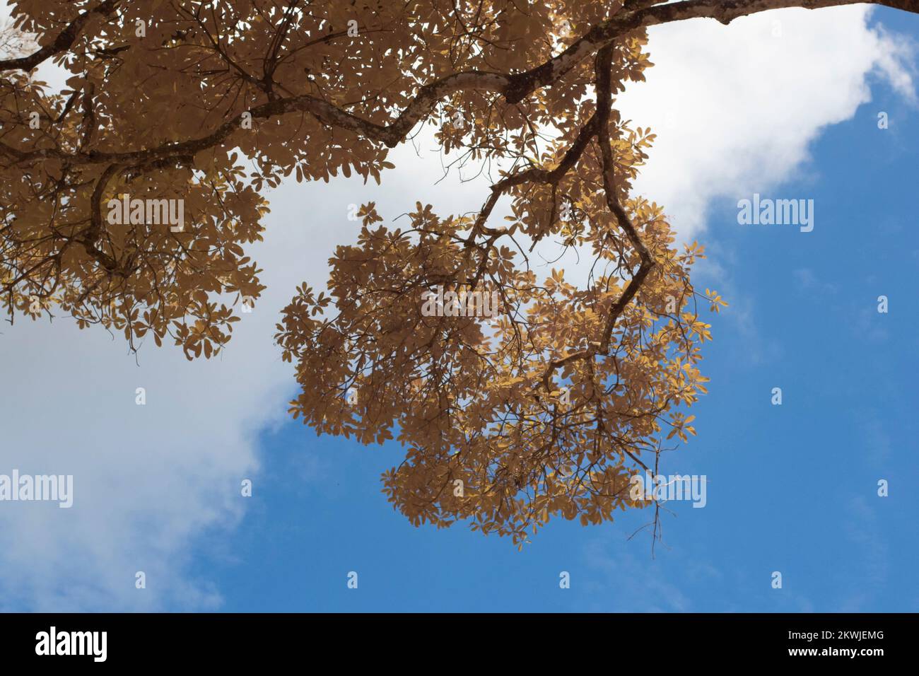 infrared image of the tree branches full of leaves with sky background ...