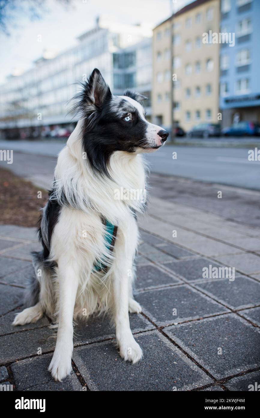 Border collie dog in the city waiting at a street Stock Photo - Alamy