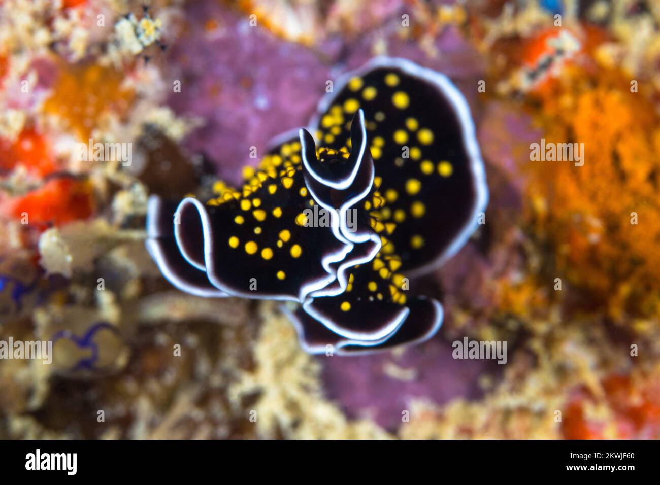 Marine flatworm hi-res stock photography and images - Alamy