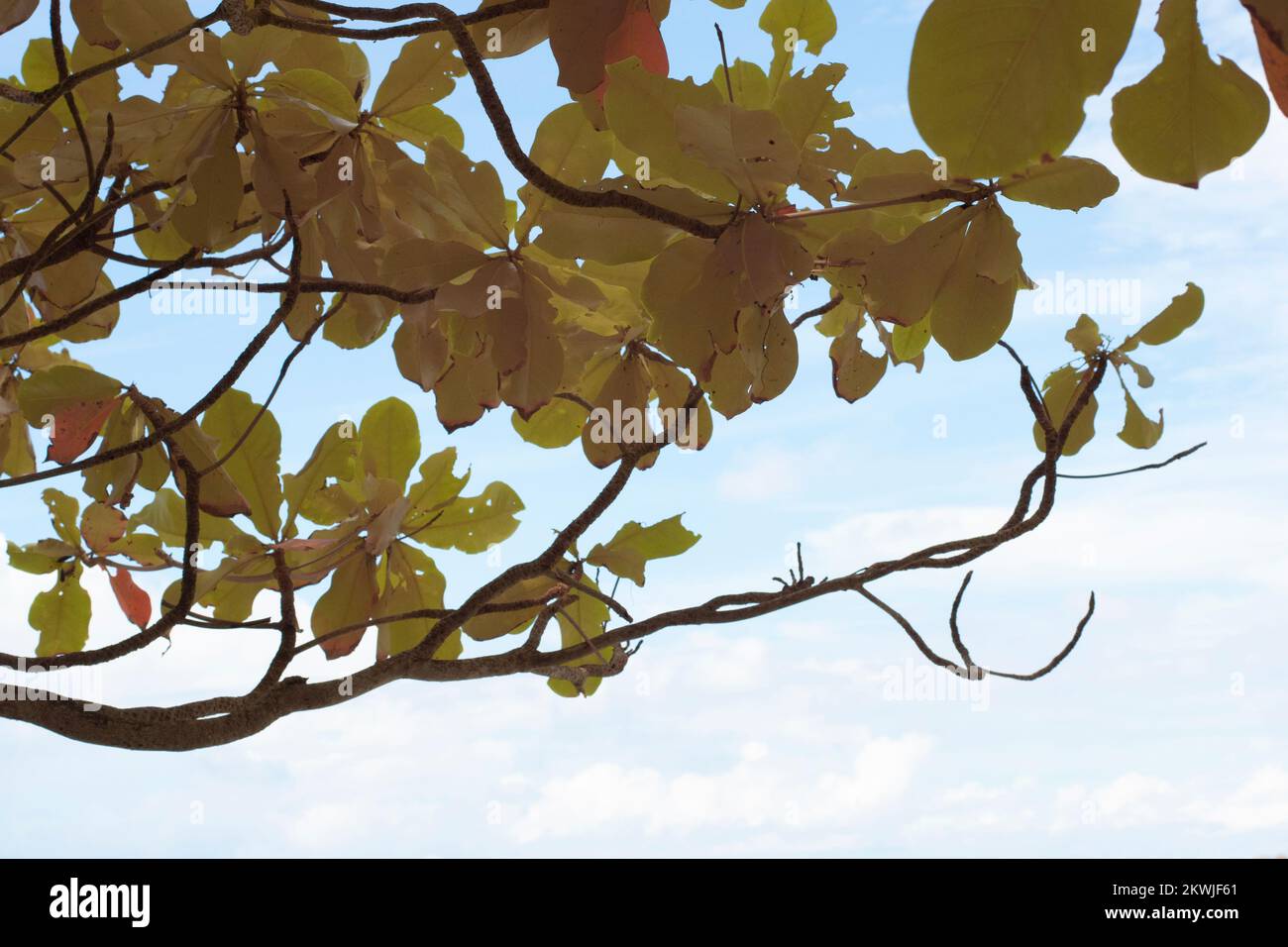 infrared image of the tree branches full of leaves with sky background ...