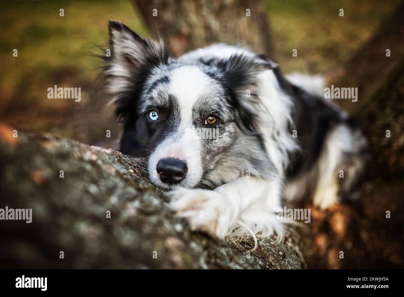 Border collie dog is lying on a branched tree Stock Photo - Alamy