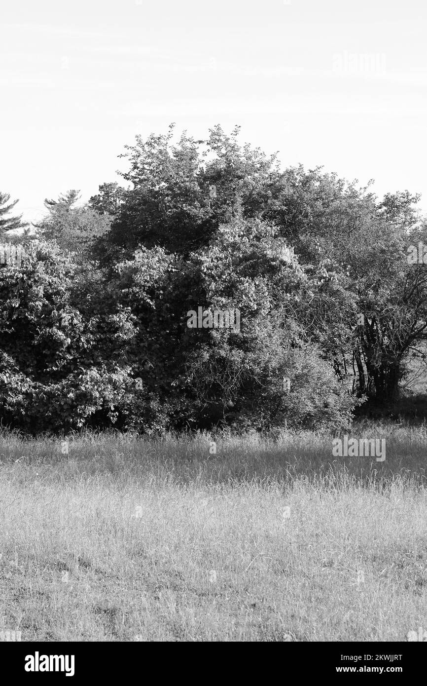 Wild trees and bushes growing in the bright sunny meadow in a black and ...