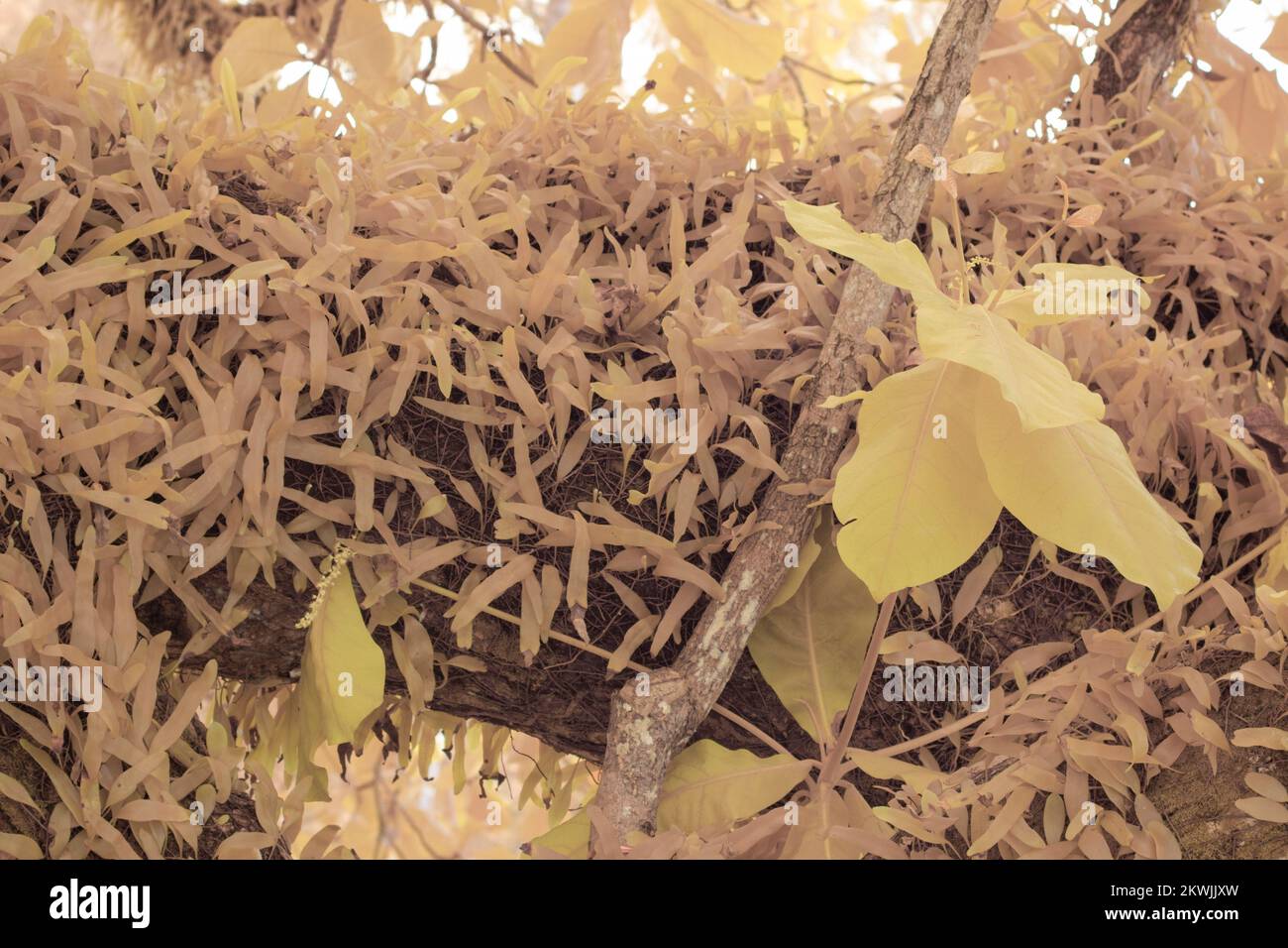 infrared image of the elongate leaves of pyrrosia piloselloides fern ...