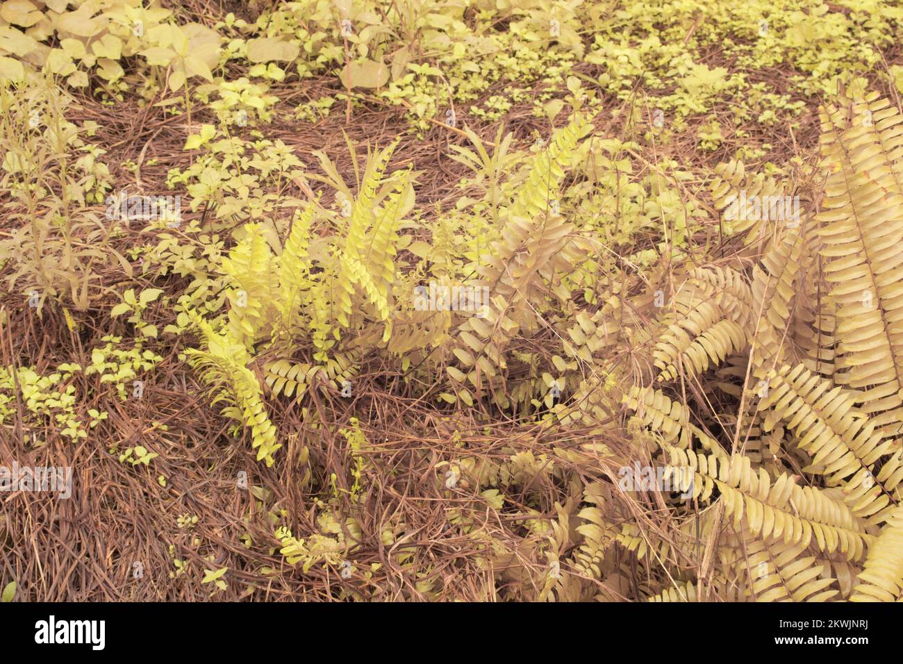 infrared image of the wild Nephrolepis exaltata fern Stock Photo - Alamy