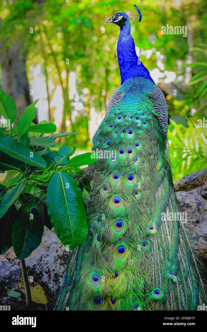 Peacock Full Body