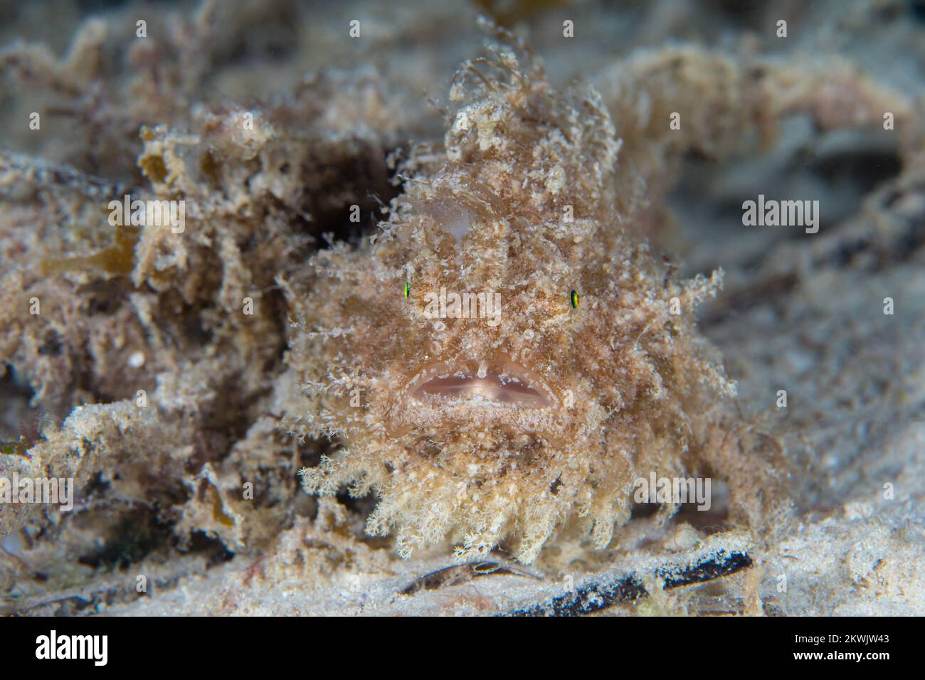 Shaggy frogfish camouflaging incredibly well with its surroundings at ...