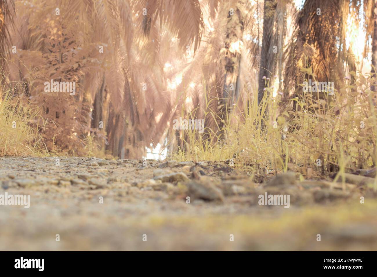 infrared image of the high angle shot view from the ground looking up ...