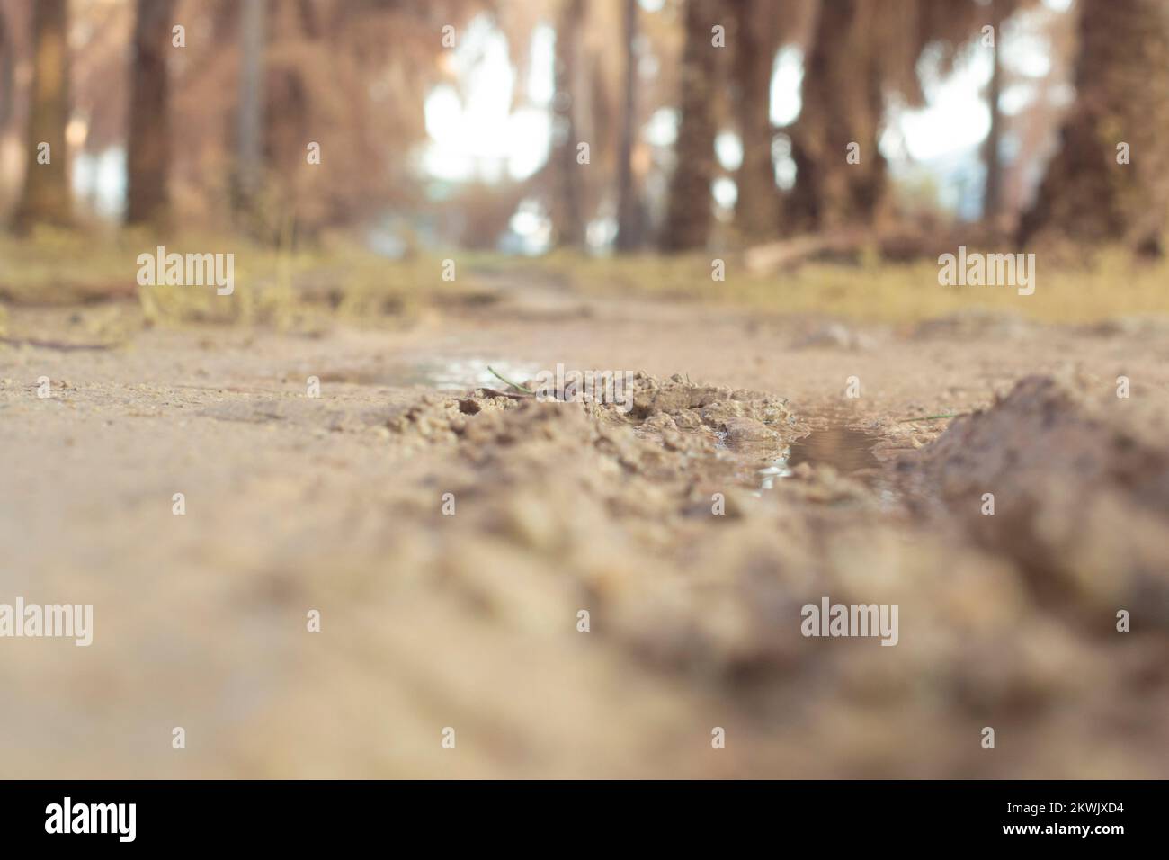 infrared image of the high angle shot view from the ground looking up ...
