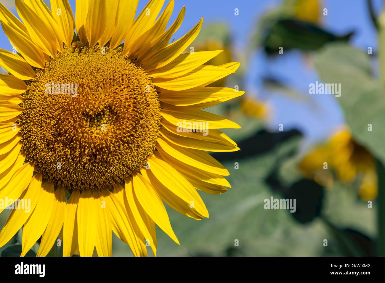 Close-up of sunflower (Helianthus annuus) head (pseudanthium) with ...