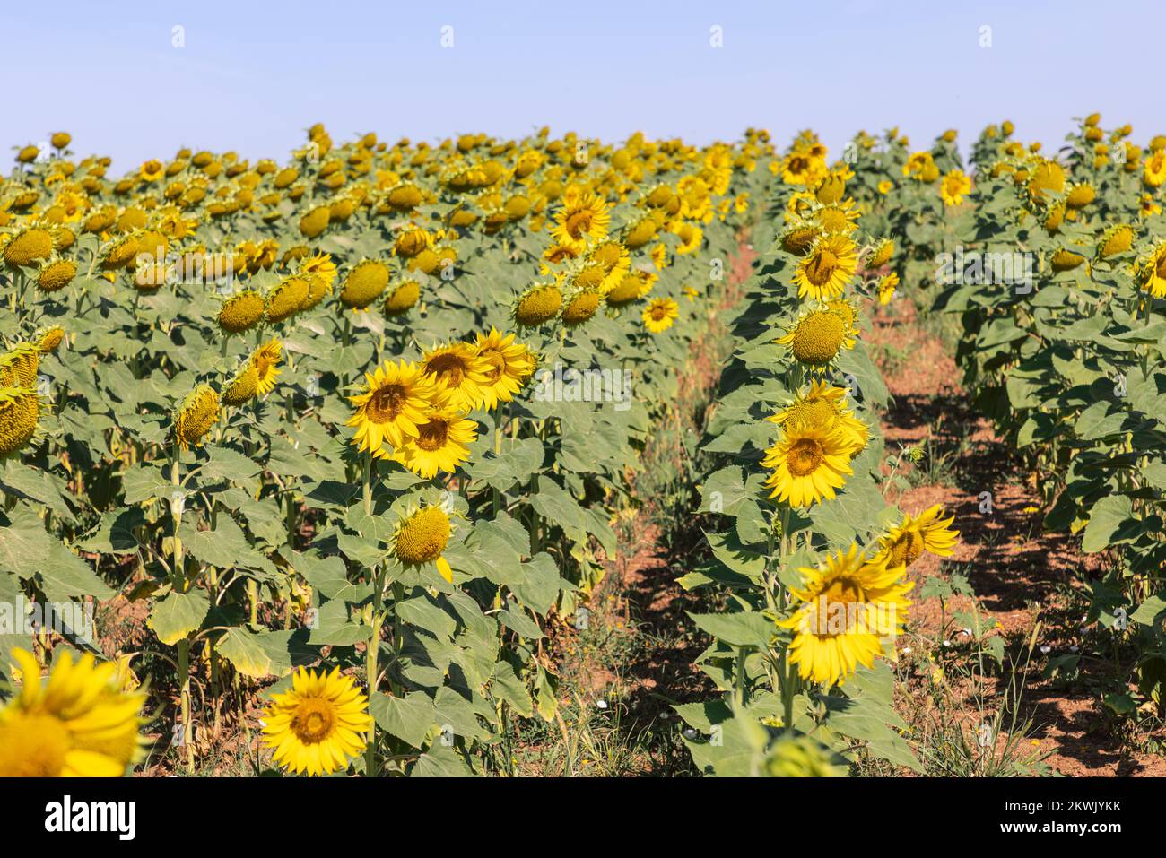 Sunflower plantation field fade hi-res stock photography and images - Alamy