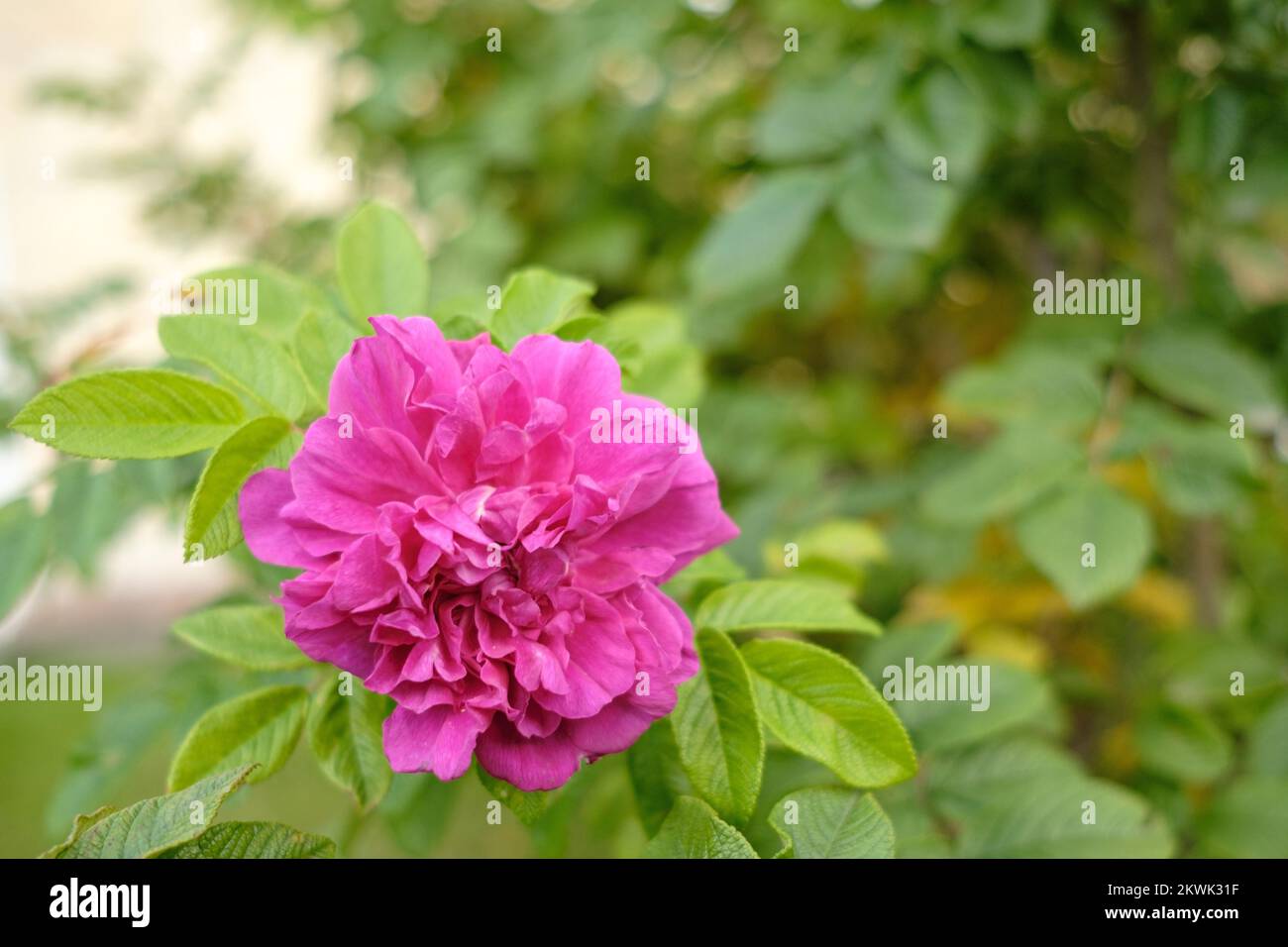 Rosa damascena hi-res stock photography and images - Alamy