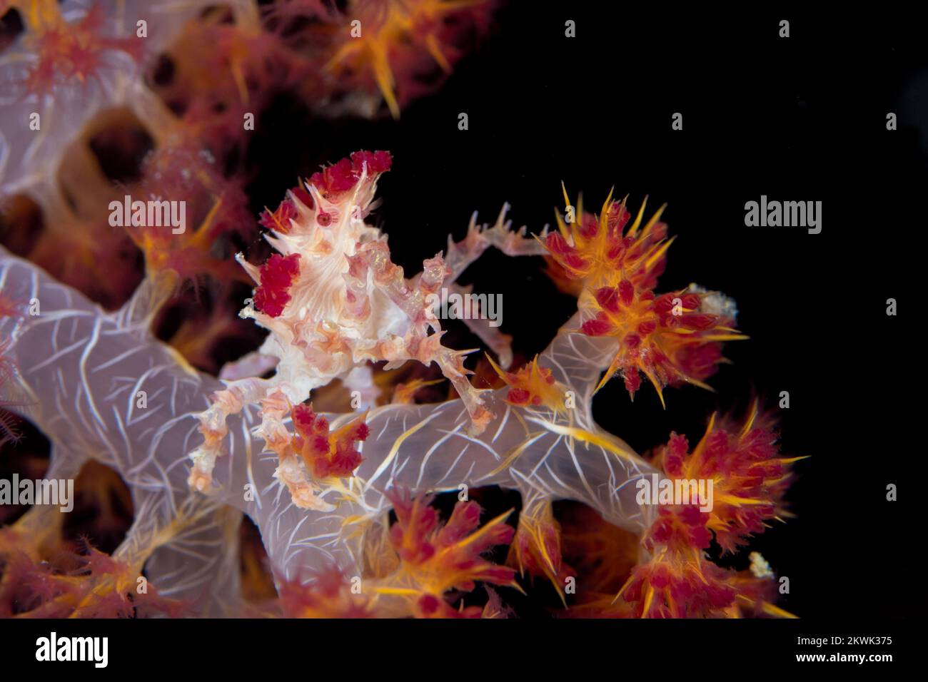 Pink soft coral candy crab on coral reef Stock Photo - Alamy