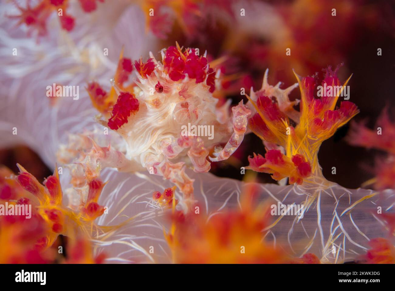 Great barrier reef underwater diversity hi-res stock photography and ...