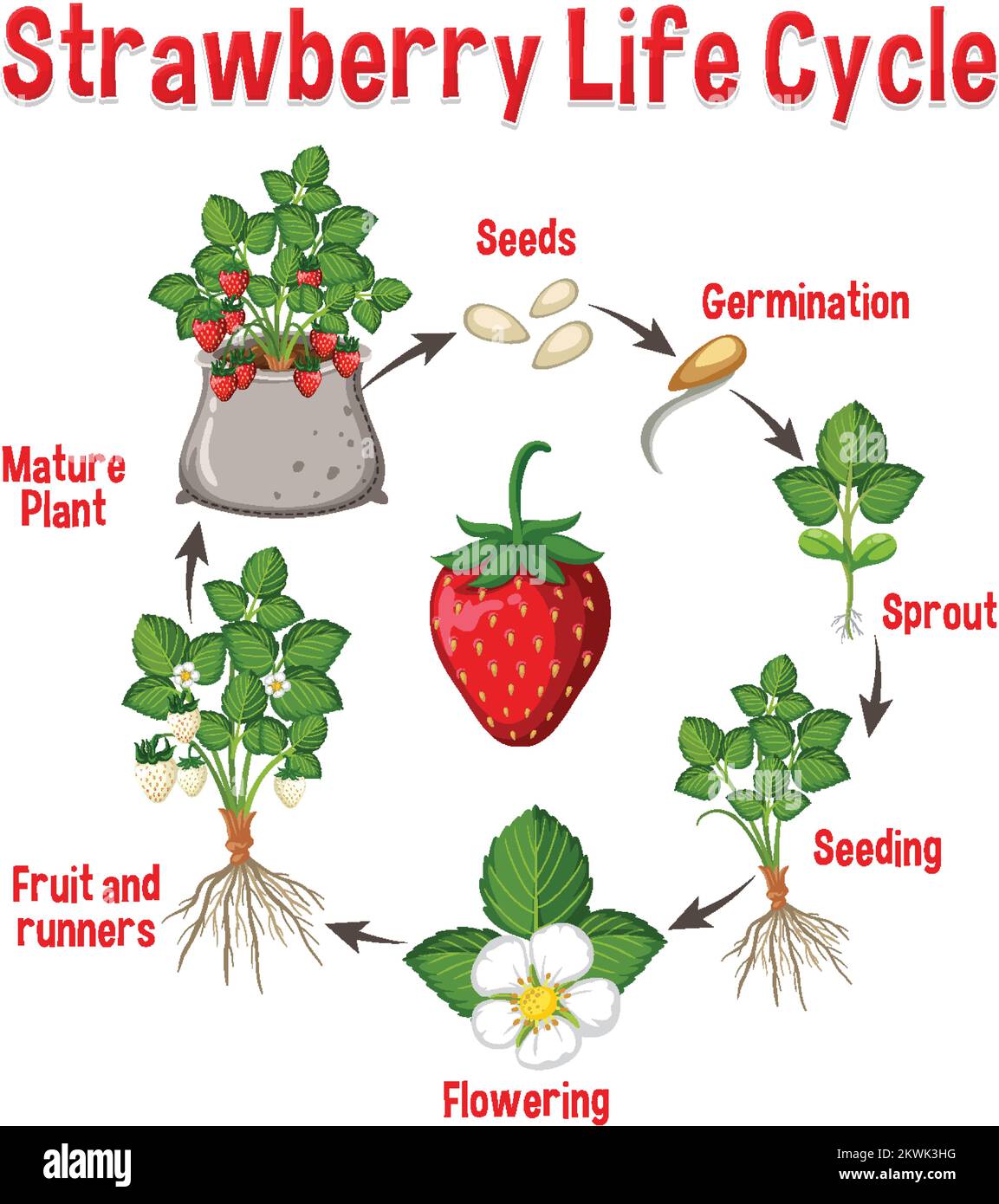 Life Cycle Of Strawberry Diagram Stock Vector Illustration Of Graphic