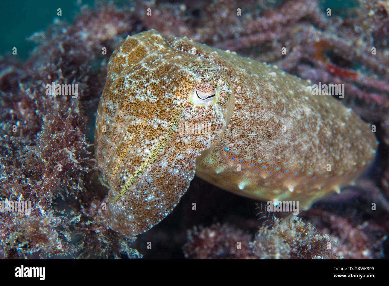 Octopus camouflage change hi-res stock photography and images - Alamy