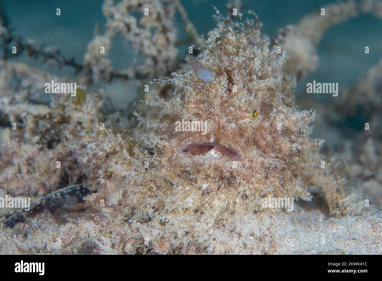 Shaggy frogfish camouflaging incredibly well with its surroundings at ...