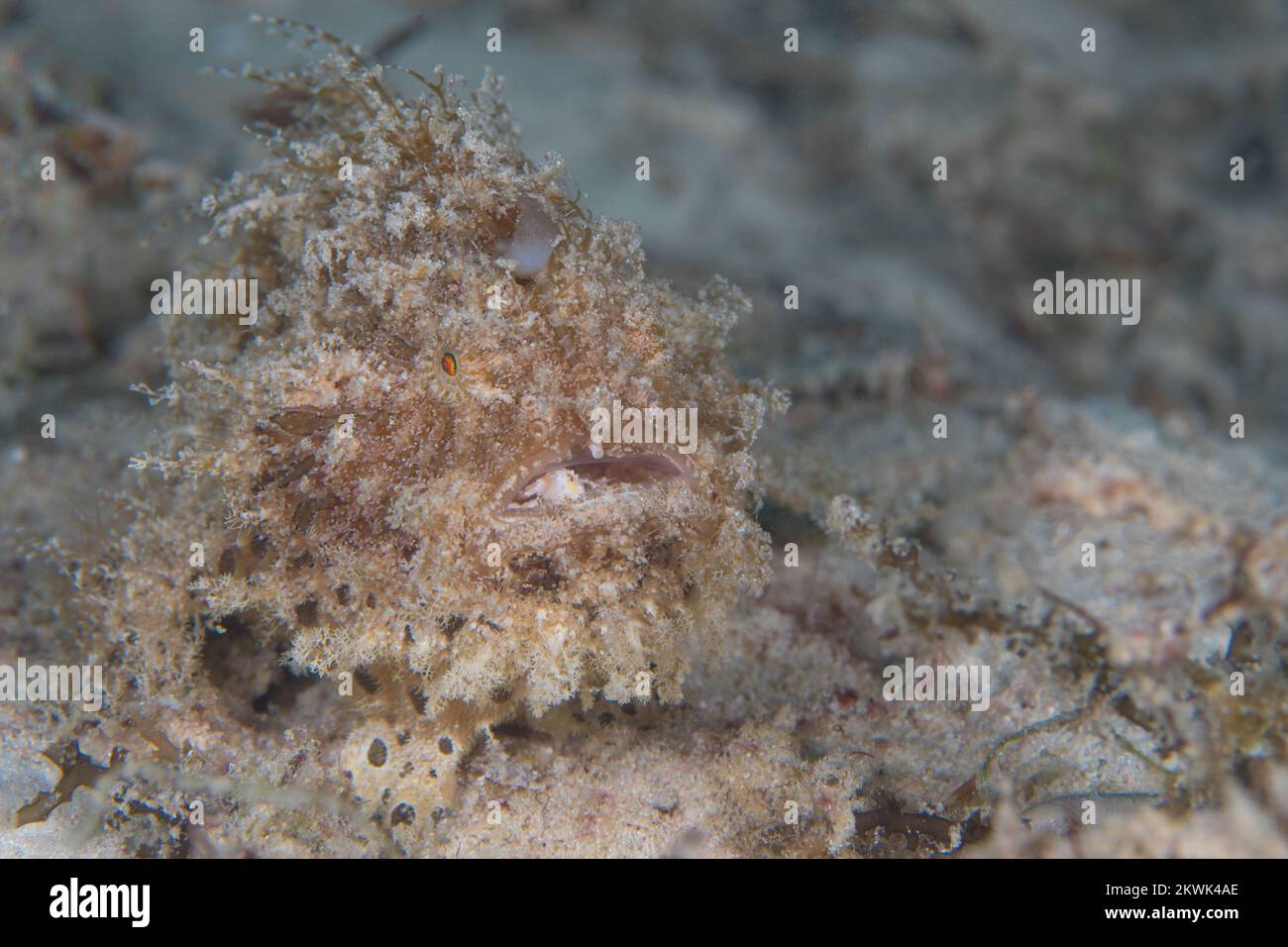 Shaggy frogfish camouflaging incredibly well with its surroundings at ...