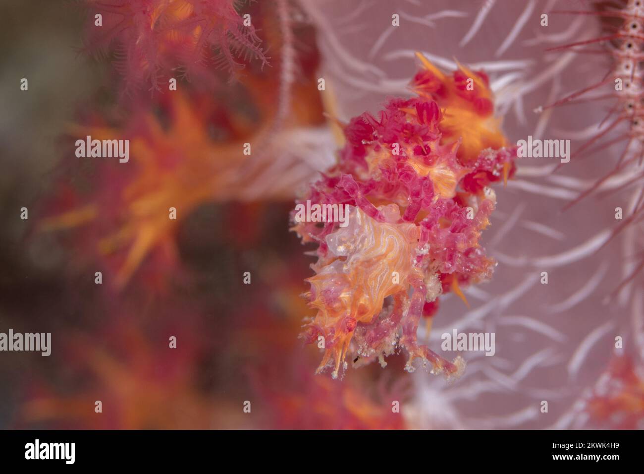 Pink soft coral candy crab on coral reef Stock Photo - Alamy