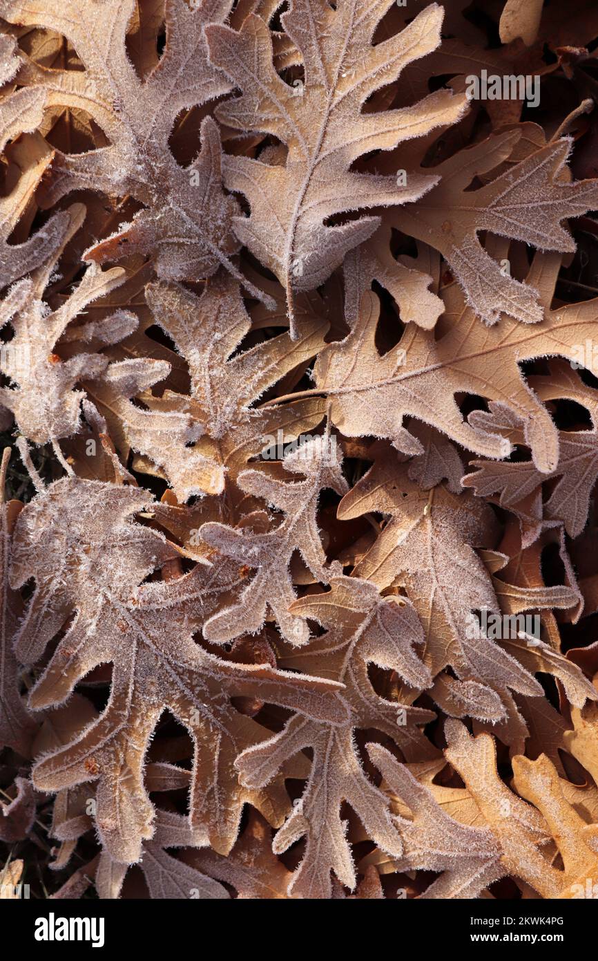 autumn leaves covered with dew Stock Photo - Alamy
