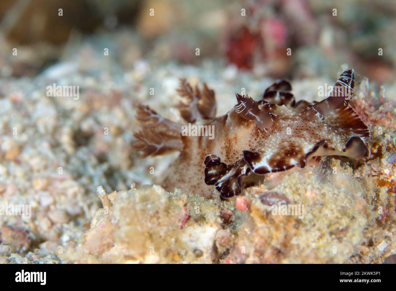 Marine animal behavior - Camouflage techniques used underwater to hide ...