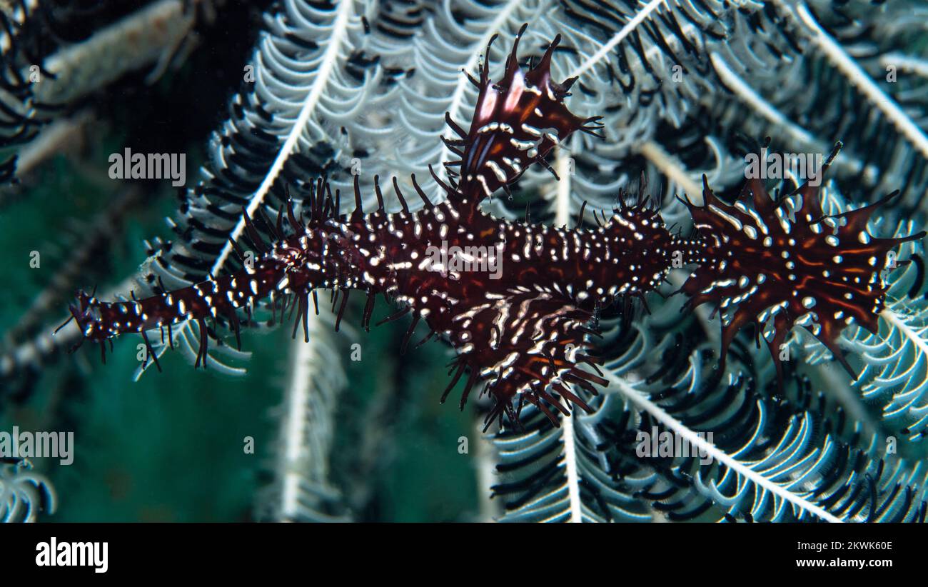 Beautiful ornate ghost pipefish camouflaging in with feather star on ...