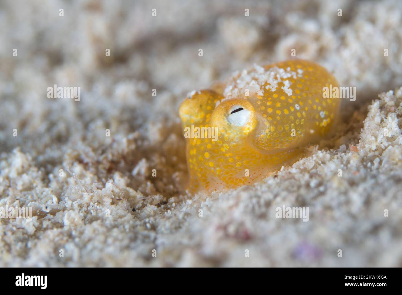 Beautiful bobtail squid comes out at night Stock Photo - Alamy