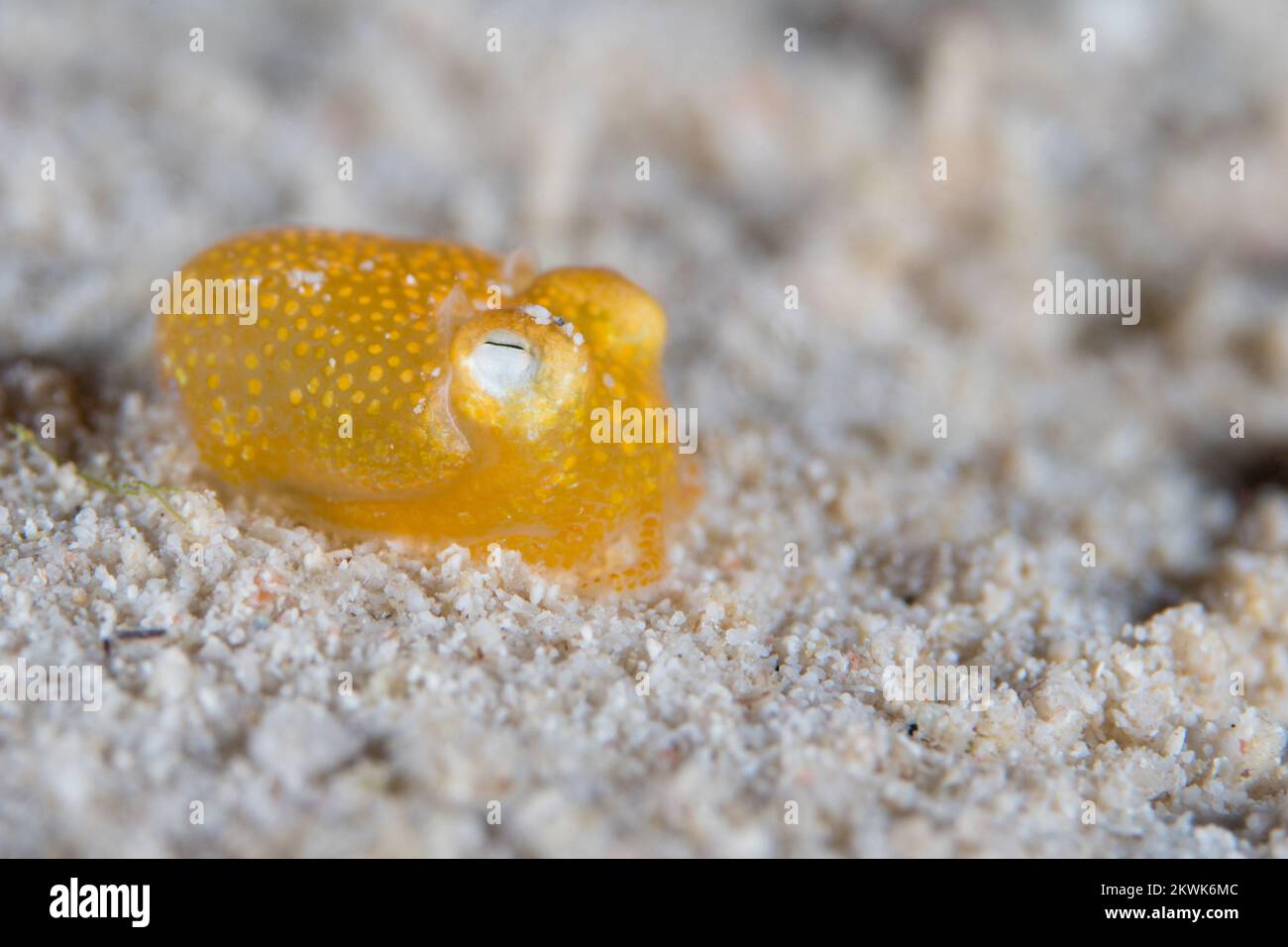 Beautiful bobtail squid comes out at night Stock Photo - Alamy