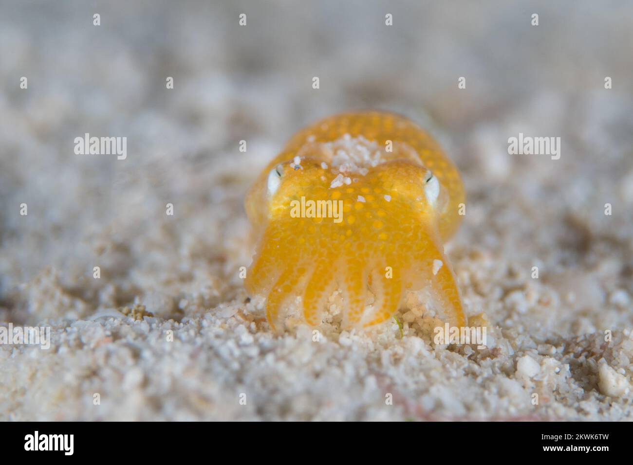 Reef squid underwater night hi-res stock photography and images - Alamy